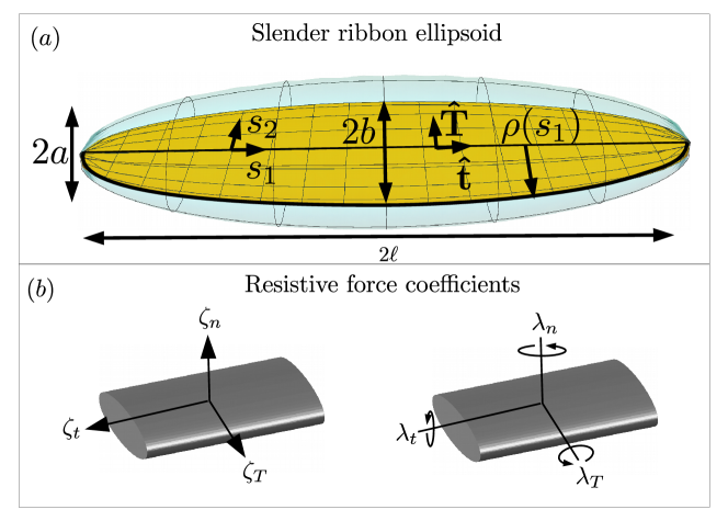[1707.05119] Analytical solutions to slender-ribbon theory