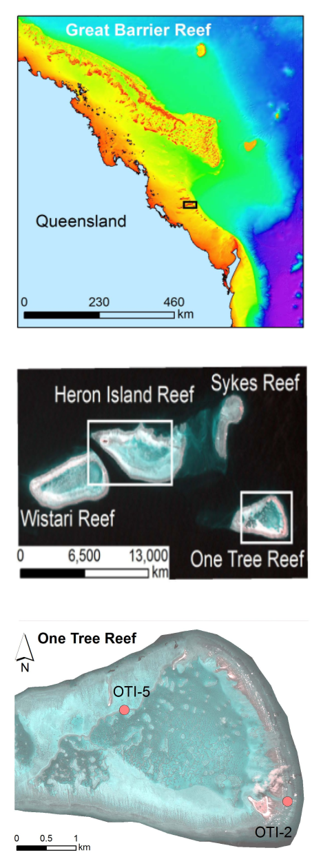 [1808.02763] Bayesreef: A Bayesian inference framework for modelling ...