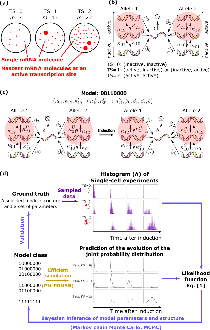 [1812.02911] Accelerated Bayesian inference of gene expression models from snapshots of single ...