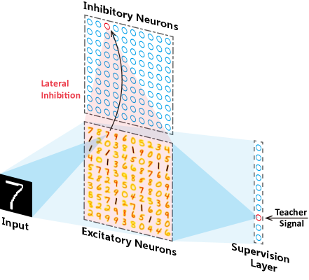 [1812.06574] A Biologically Plausible Supervised Learning Method for Spiking Neural Networks ...
