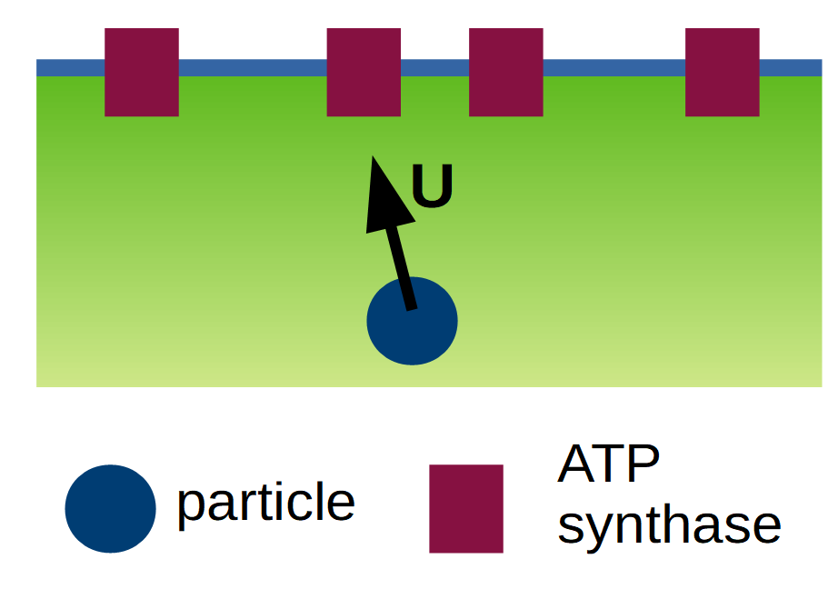 [1901.00802] Diffusiophoresis in Cells: a General Non-Equilibrium, Non ...