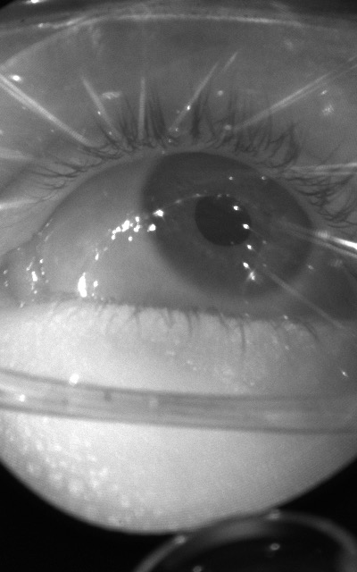 [1905.03702] OpenEDS: Open Eye Dataset