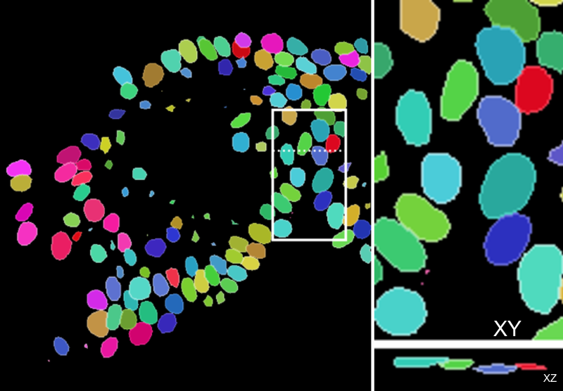 [1908.03636] Star-convex Polyhedra for 3D Object Detection and Segmentation in Microscopy