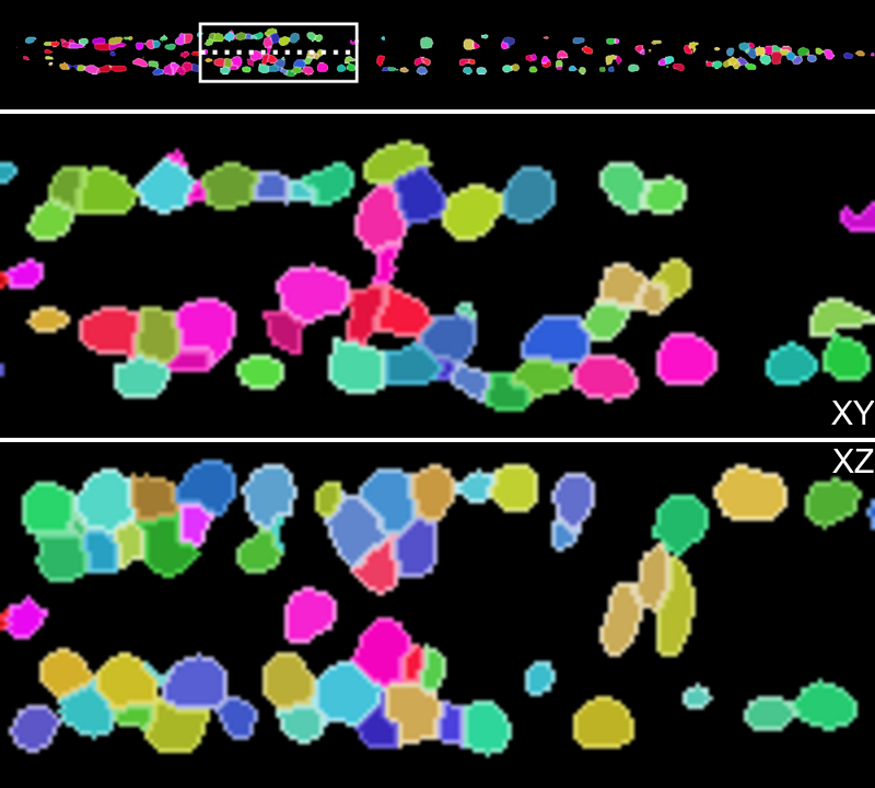 [1908.03636] Star-convex Polyhedra for 3D Object Detection and Segmentation in Microscopy