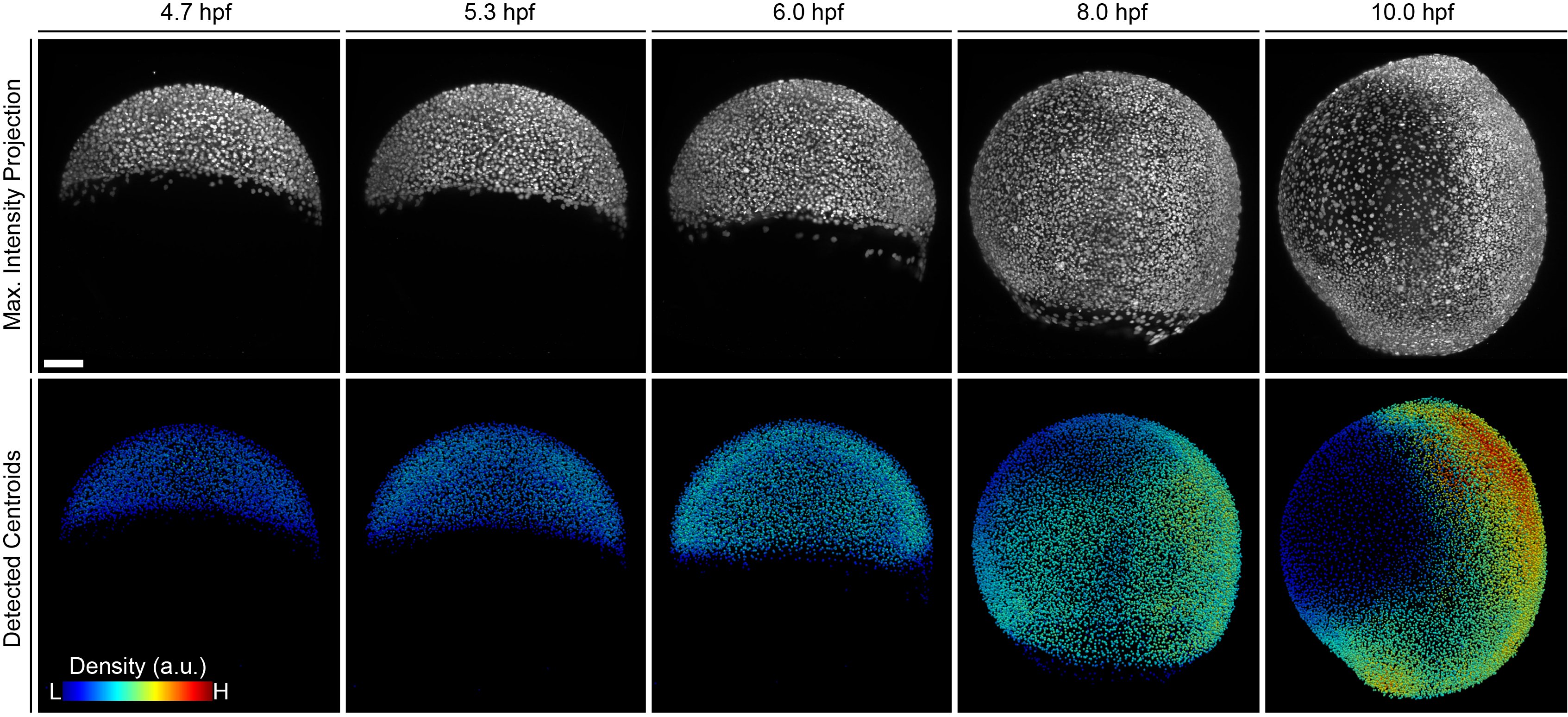[1910.00443] Towards Automatic Embryo Staging in 3D+t Microscopy Images ...