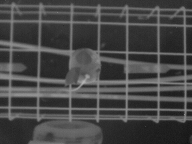 [2003.08073] Unsupervised Multi-Modal Image Registration via Geometry Preserving Image-to-Image ...