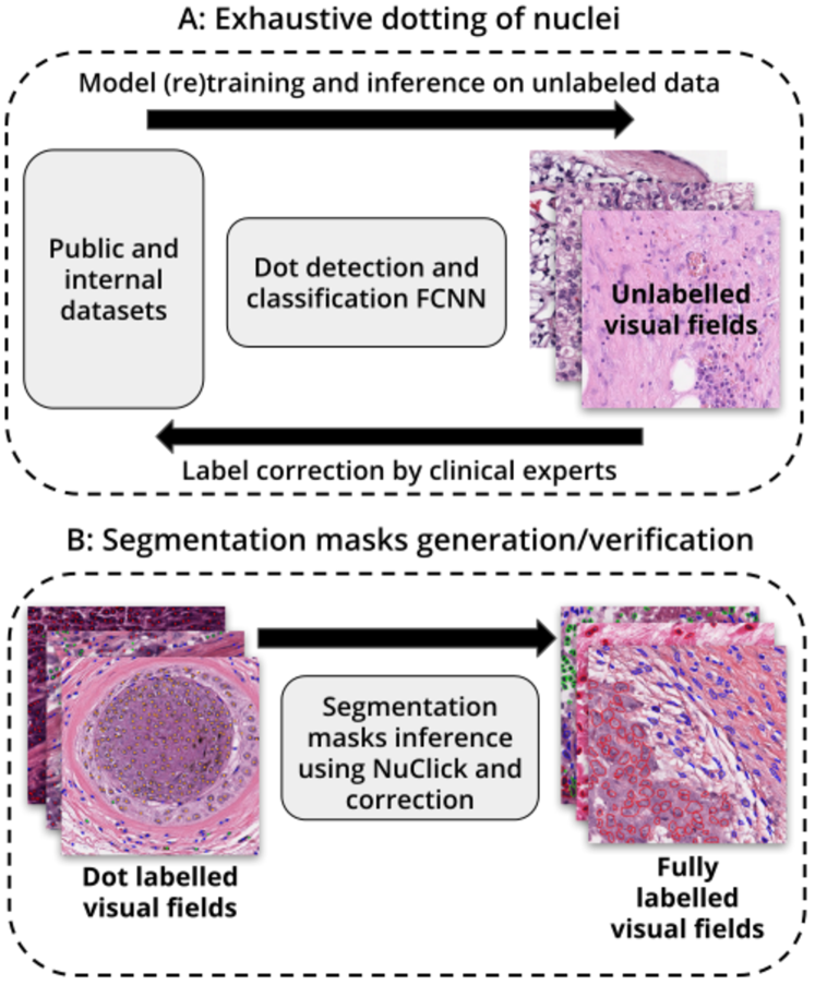 [2003.10778] PanNuke Dataset Extension, Insights and Baselines