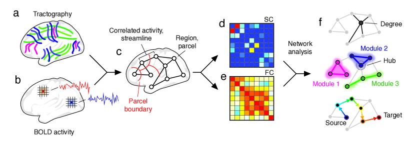 [2010.01591] Network neuroscience and the connectomics revolution