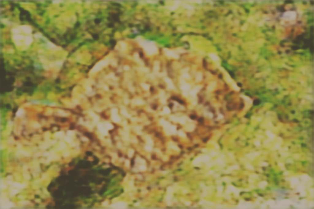 [2102 02996] Deep Texture Aware Features For Camouflaged Object Detection