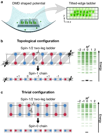 [2103.10421] Realising the Symmetry-Protected Haldane Phase in Fermi ...