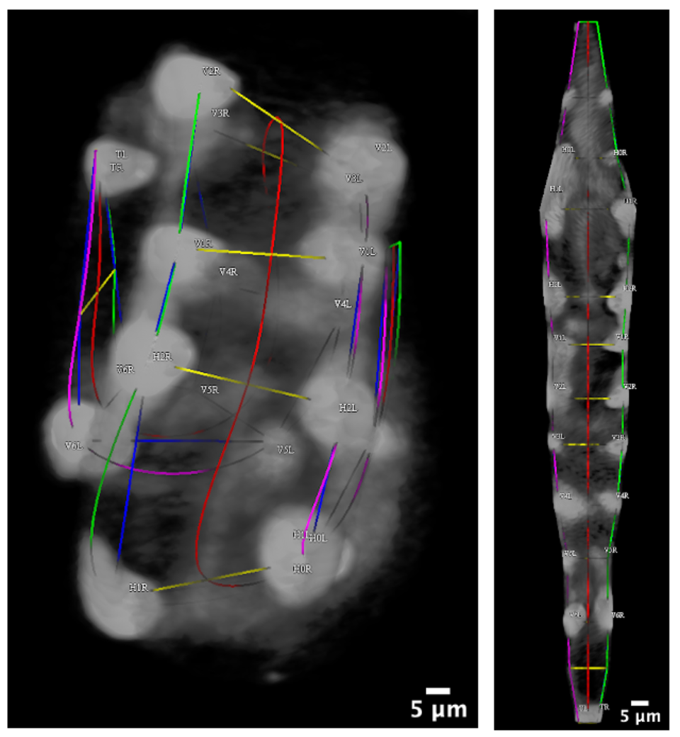 [2104.10003] An Exact Hypergraph Matching Algorithm for Nuclear Identification in Embryonic ...