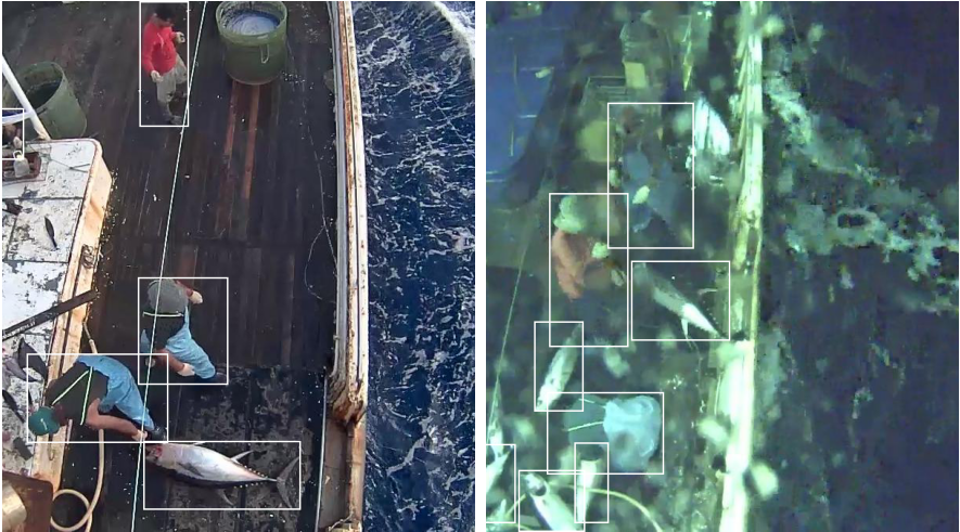 [2106.09178] The Fishnet Open Images Database: A Dataset for Fish ...