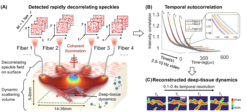 [2107.01422] Imaging dynamics beneath turbid media via parallelized single-photon detection