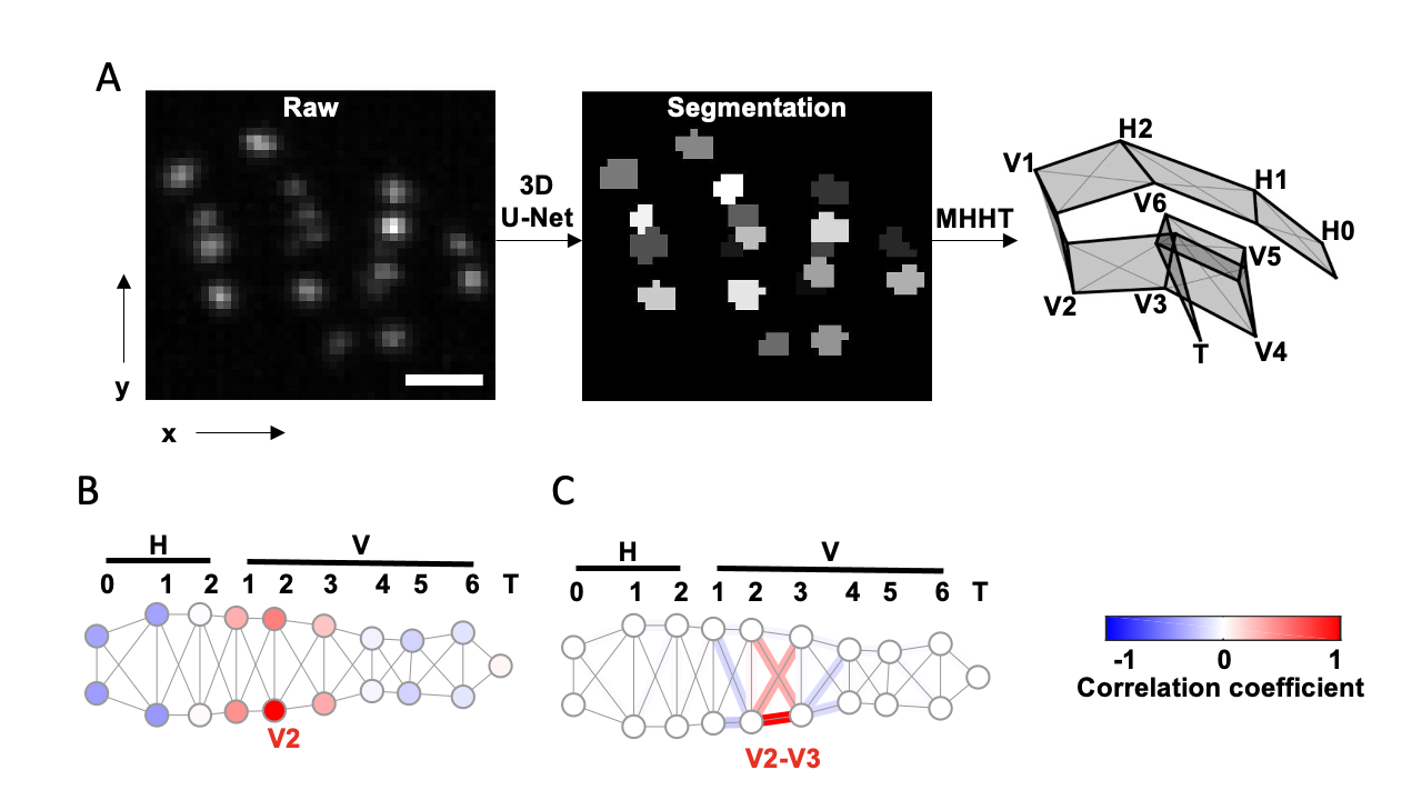 [2111.06425] Multiple Hypothesis Hypergraph Tracking for Posture Identification in Embryonic ...