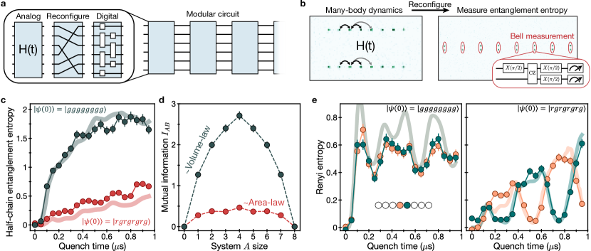 [2112.03923] A quantum processor based on coherent transport of entangled atom arrays