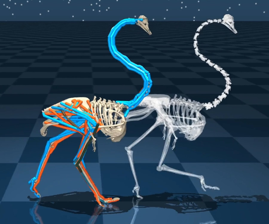 [2112.06061] OstrichRL: A Musculoskeletal Ostrich Simulation to Study Bio-mechanical Locomotion