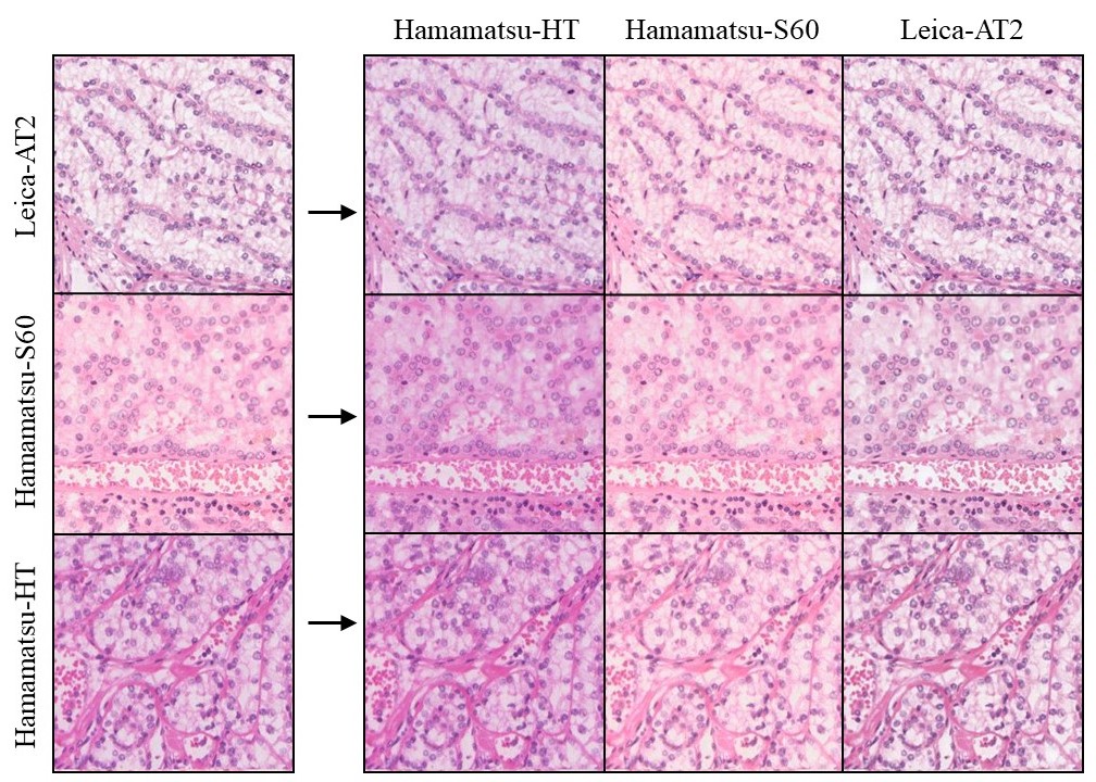 [2204.09782] MultiPathGAN: Structure Preserving Stain Normalization using Unsupervised Multi ...