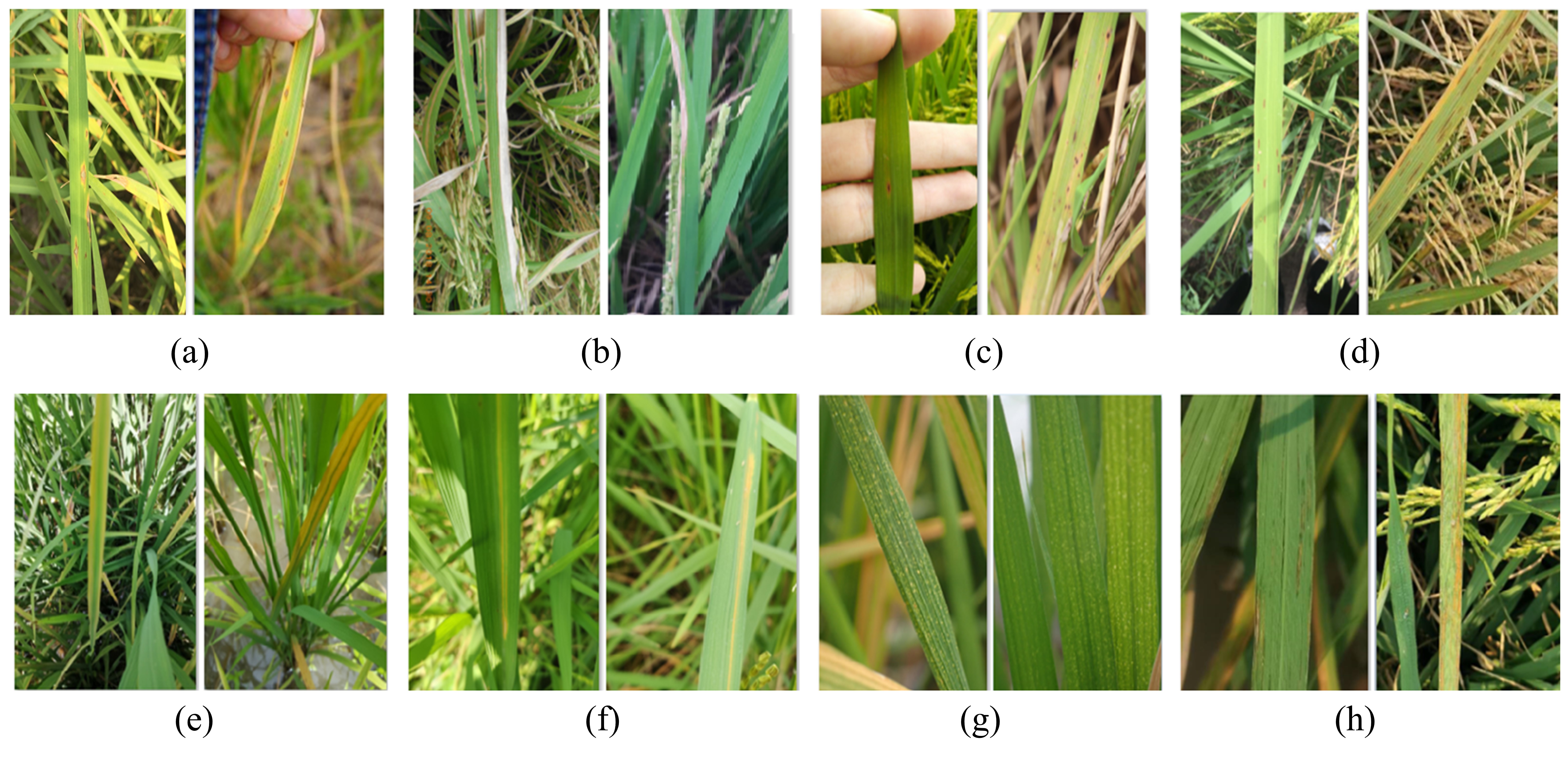 [2206.07344] Automatic Detection of Rice Disease in Images of Various ...