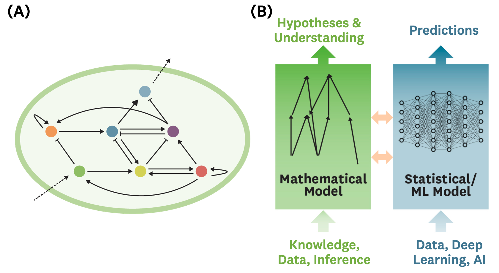 [2206.09516] Open Problems in Mathematical Biology