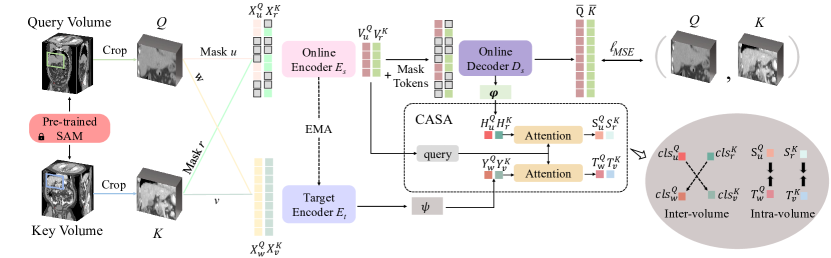 [2302.05615] Anatomical Invariance Modeling and Semantic Alignment for Self-supervised Learning ...