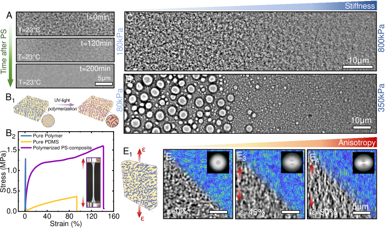[2304.11419] Elastic Microphase Separation Produces Robust Bicontinuous ...