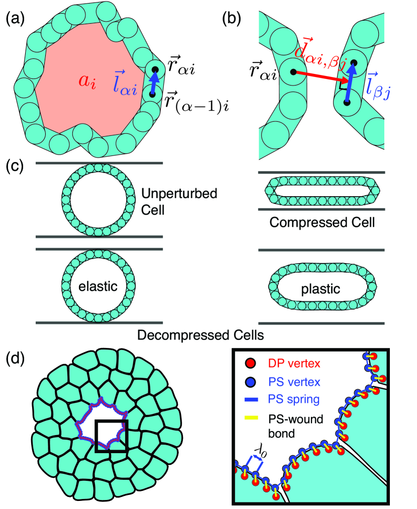 [2305.12020] Mechanical Plasticity of Cell Membranes Enhances ...