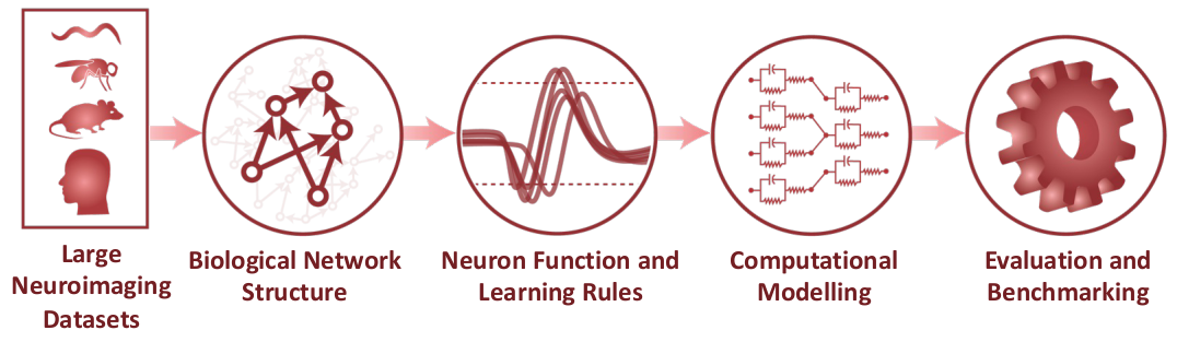 [2305.17300] Exploiting Large Neuroimaging Datasets to Create Connectome-Constrained Approaches ...
