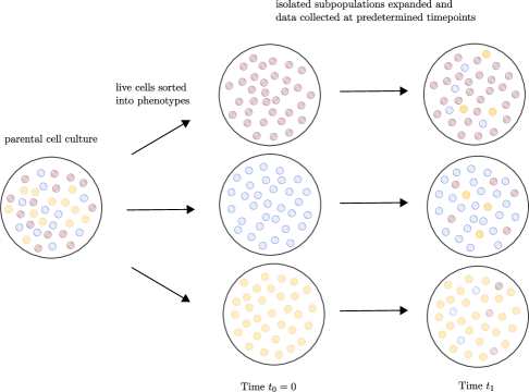 [2306.08096] Statistical inference of the rates of cell proliferation ...