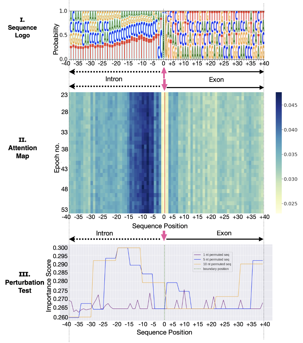 [2311.12884] Identifying DNA Sequence Motifs Using Deep Learning