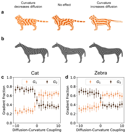 [2312.00637] How the zebra got its stripes: Curvature-dependent ...
