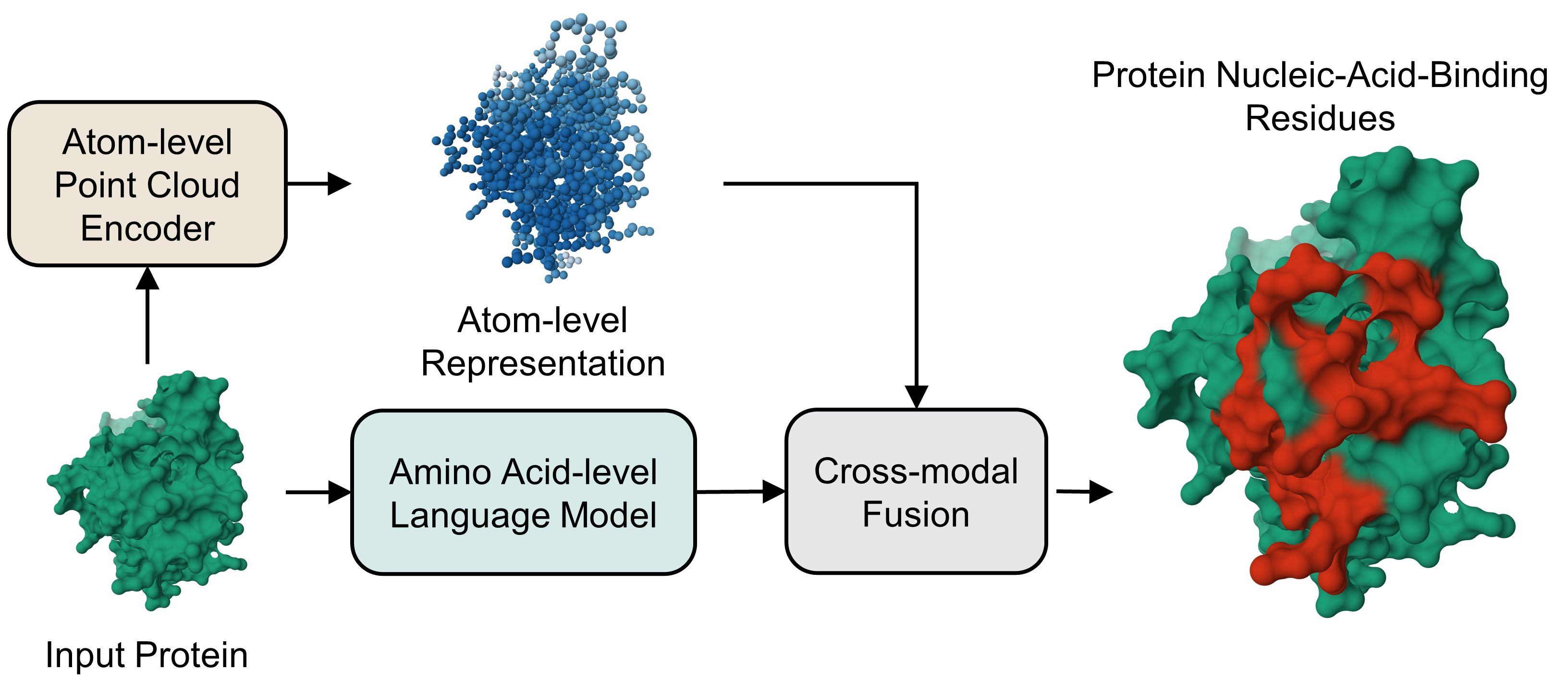 [2312.12094] CrossBind: Collaborative Cross-Modal Identification of Protein Nucleic-Acid-Binding ...