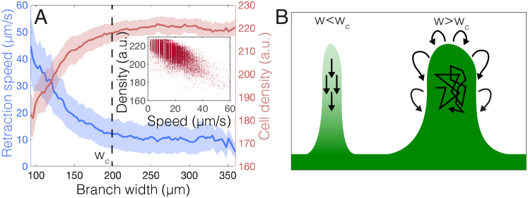 [2401.08394] Collective photoprotection through light-induced phase ...