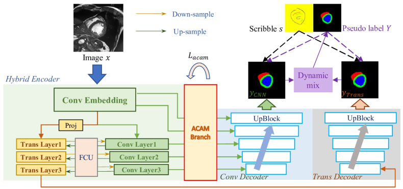 [2402.02029] ScribFormer: Transformer Makes CNN Work Better for Scribble-based Medical Image ...