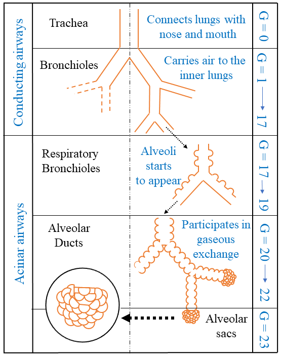 [2402.12425] EXPERIMENTAL STUDY OF AEROSOL DEPOSITION IN DISTAL LUNG ...
