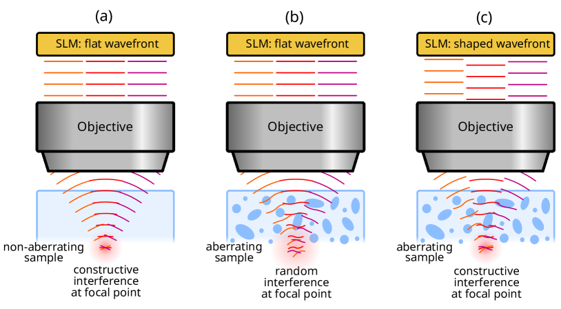 [2403.15265] Practical considerations for high-fidelity wavefront shaping experiments