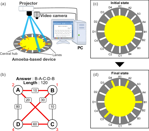 [2404.06828] Proposed modified computational model for the amoeba-inspired combinatorial ...