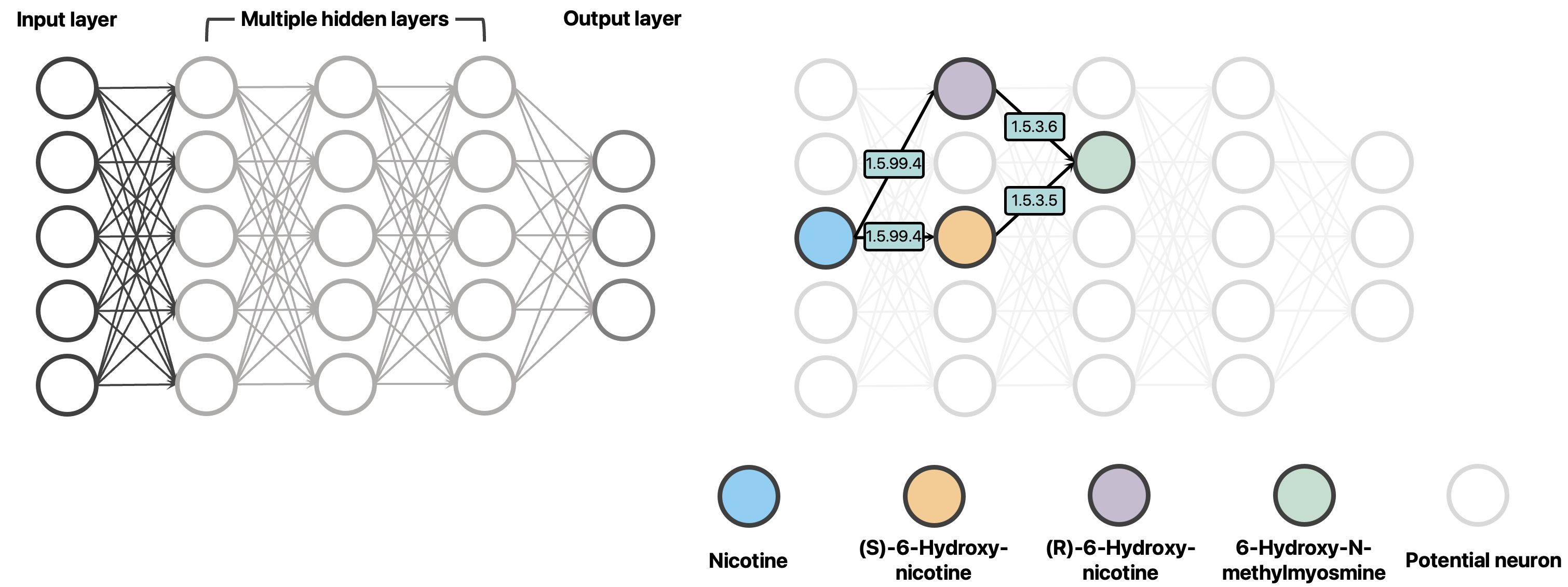 [2406.04929] Protein pathways as a catalyst to directed evolution of ...