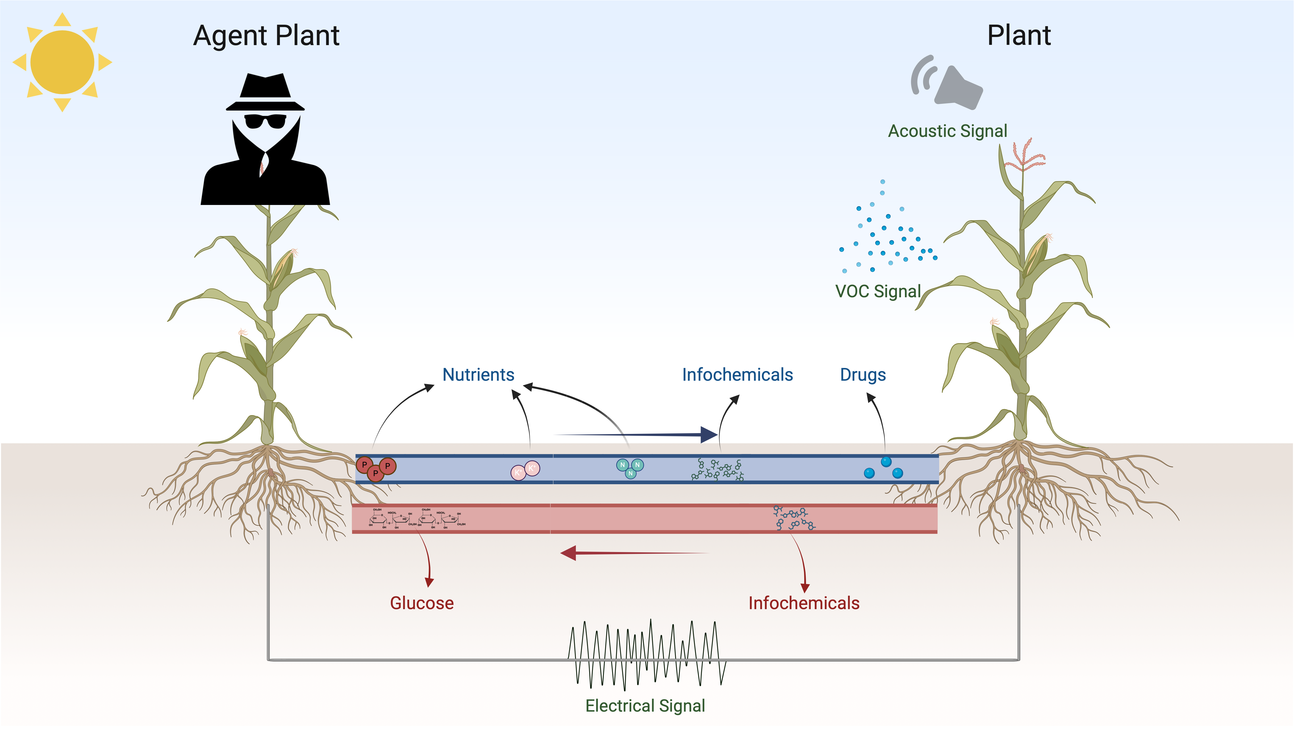 [2406.11174] Mycorrhizal Fungi and Plant Symbiosis for Energy ...
