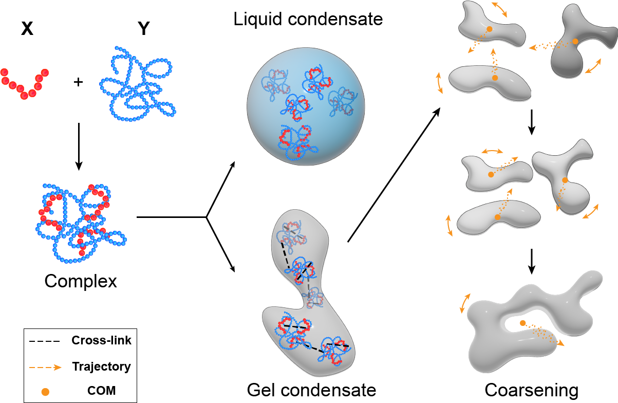 [2407.18171] Chemically reactive and aging macromolecular mixtures II ...