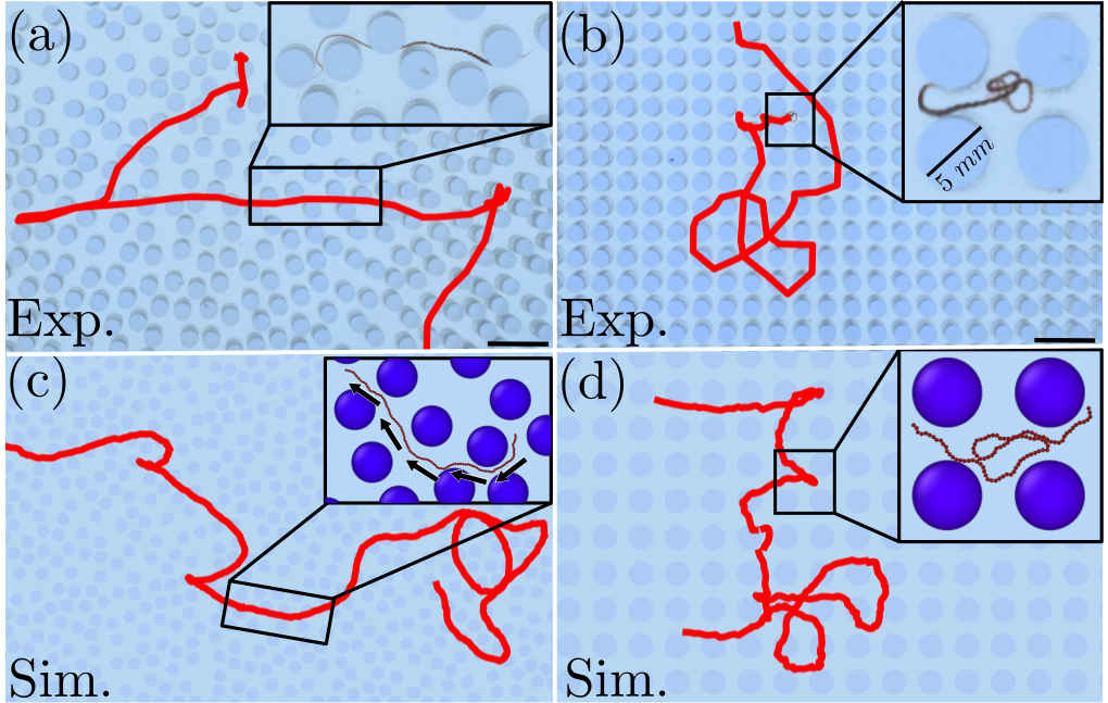 [2407.18805] Locomotion of Active Polymerlike Worms in Porous Media
