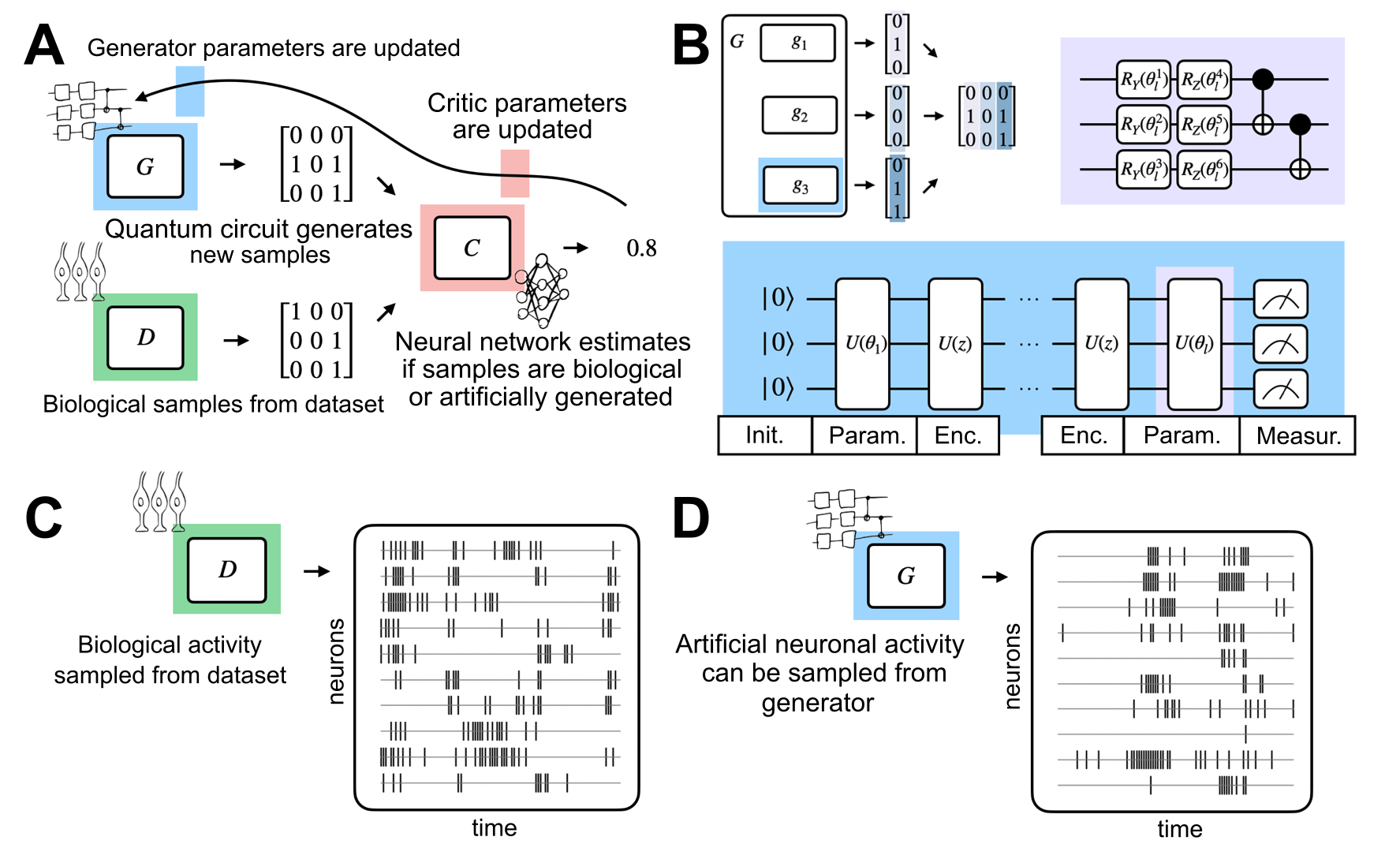 [2409.09125] Exploring Biological Neuronal Correlations with Quantum Generative Models
