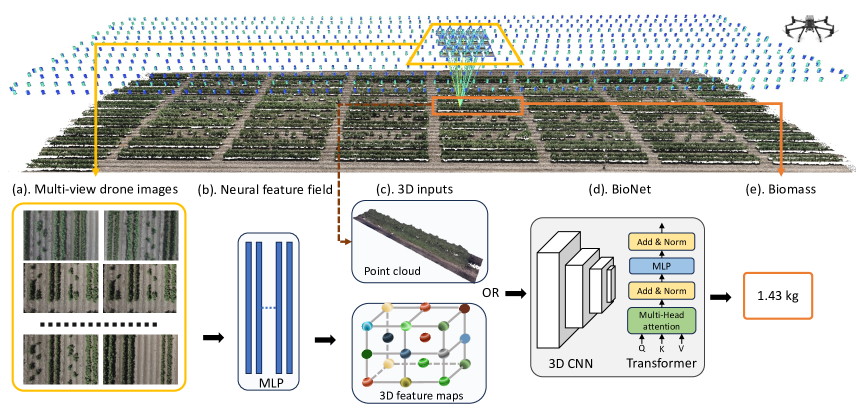 [2410.23901] NeFF-BioNet: Crop Biomass Prediction from Point Cloud to ...