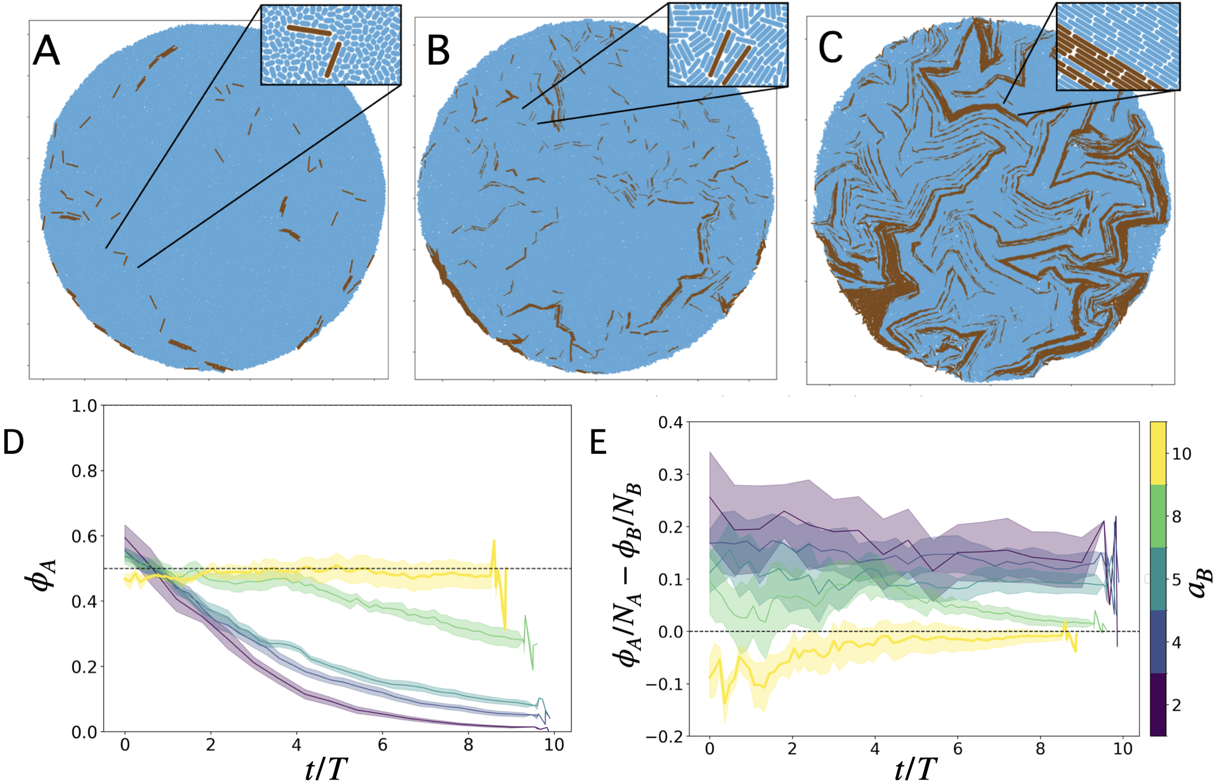 [2501.11177] Spontaneous spatial sorting by cell shape in growing ...
