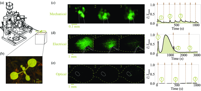 [2501.18215] A multi-physics approach to probing plant responses: From ...