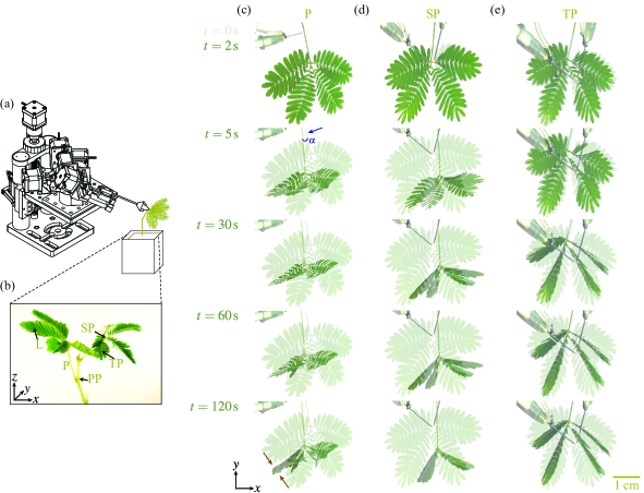 [2501.18215] A multi-physics approach to probing plant responses: From ...