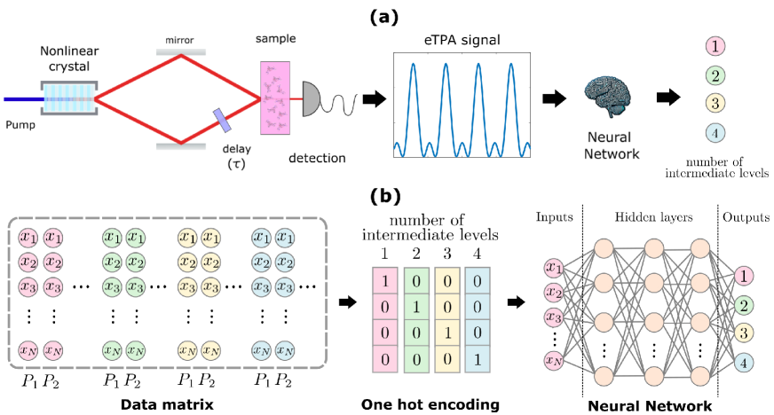 [2501.18534] Sample Classification using Machine Learning-Assisted Entangled Two-Photon Absorption