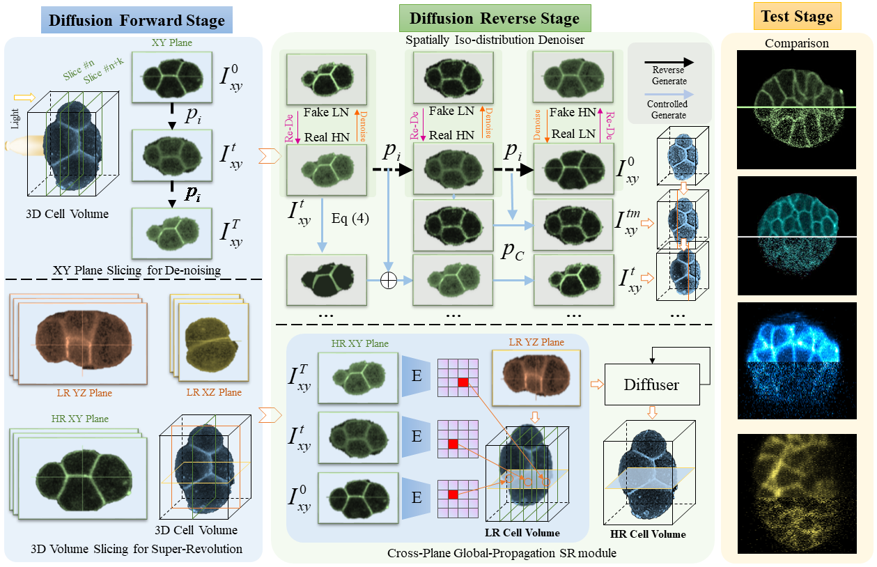 [2503.02261] Volume Tells: Dual Cycle-Consistent Diffusion for 3D Fluorescence Microscopy De ...